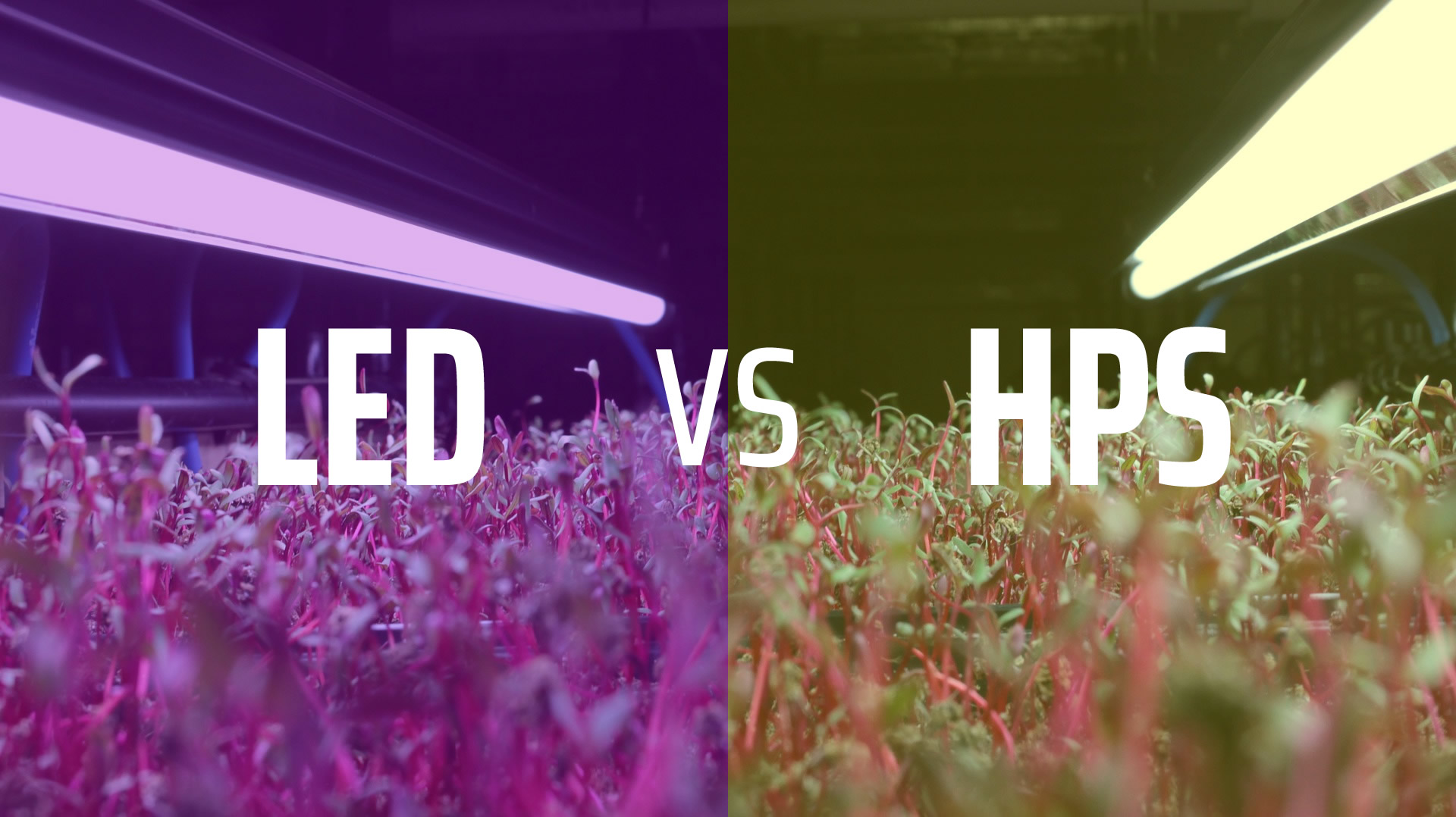 LED VS. HPS - HobbyGrow.cz